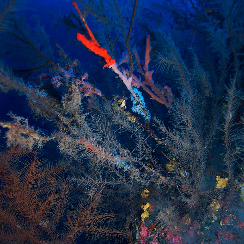 Corales Negros en los mares de Alborán y Canarias - Fundación Museo del ...