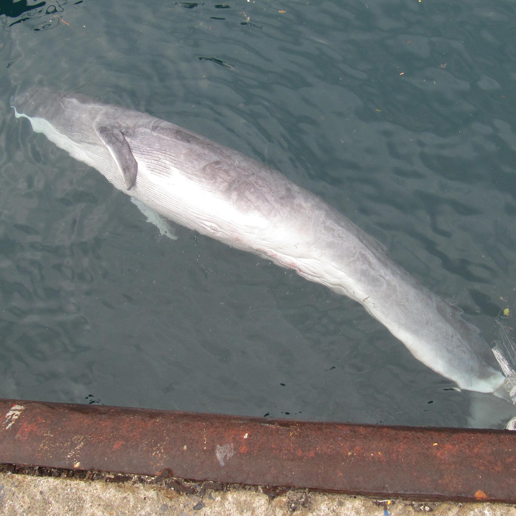Varamientos Mar de Alborán - Fundación Museo del Mar de Ceuta