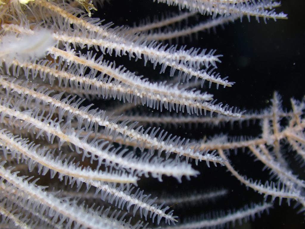 Nuevos datos sobre los corales negros de Ceuta - Fundación Museo del ...